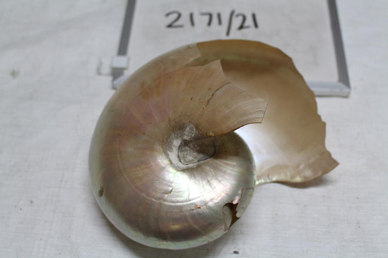 Shell - Nautilus pompilius - Te Awamutu Museum