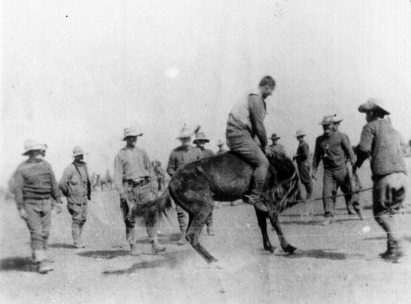 Boer War Pony - Te Awamutu Museum