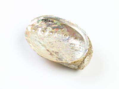 Shell - Te Awamutu Museum