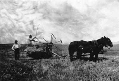 Farm in Ngutunui - Te Awamutu Museum