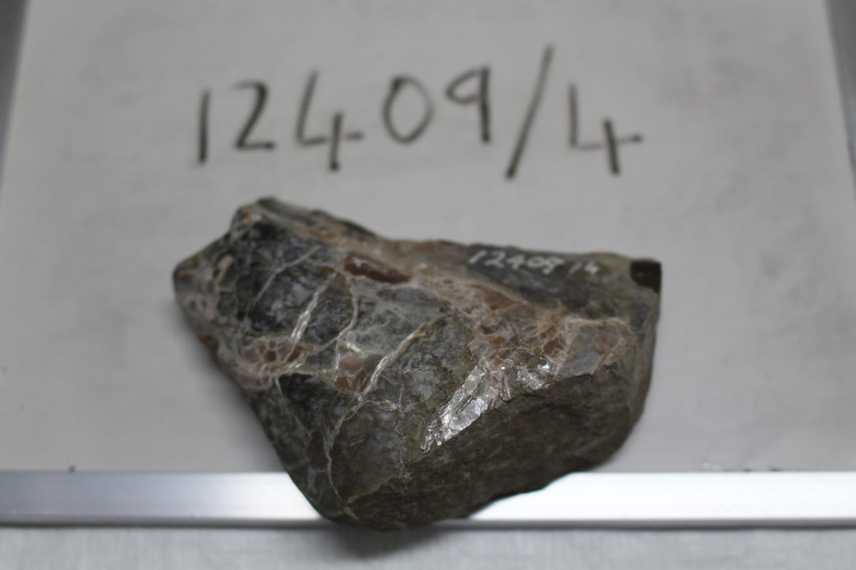 Fossil specimen - Te Awamutu Museum