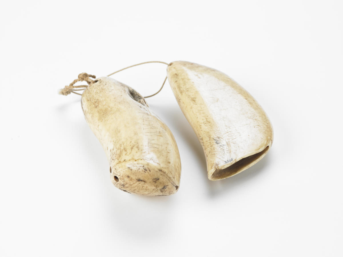 Whale teeth - Te Awamutu Museum