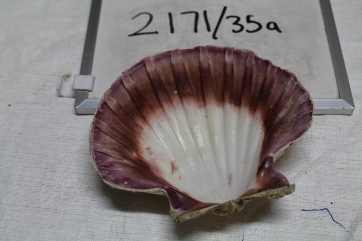Scallop Shell - Te Awamutu Museum
