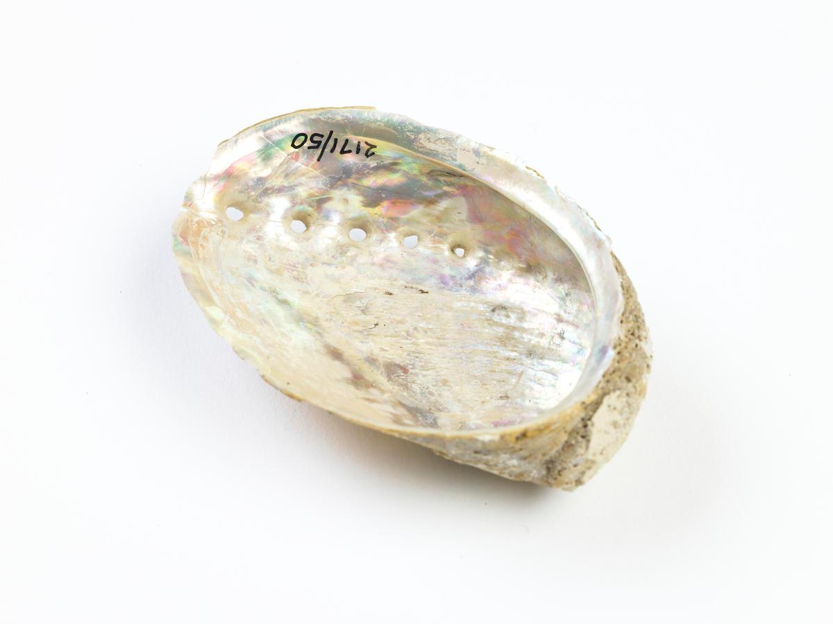 Shell - Te Awamutu Museum