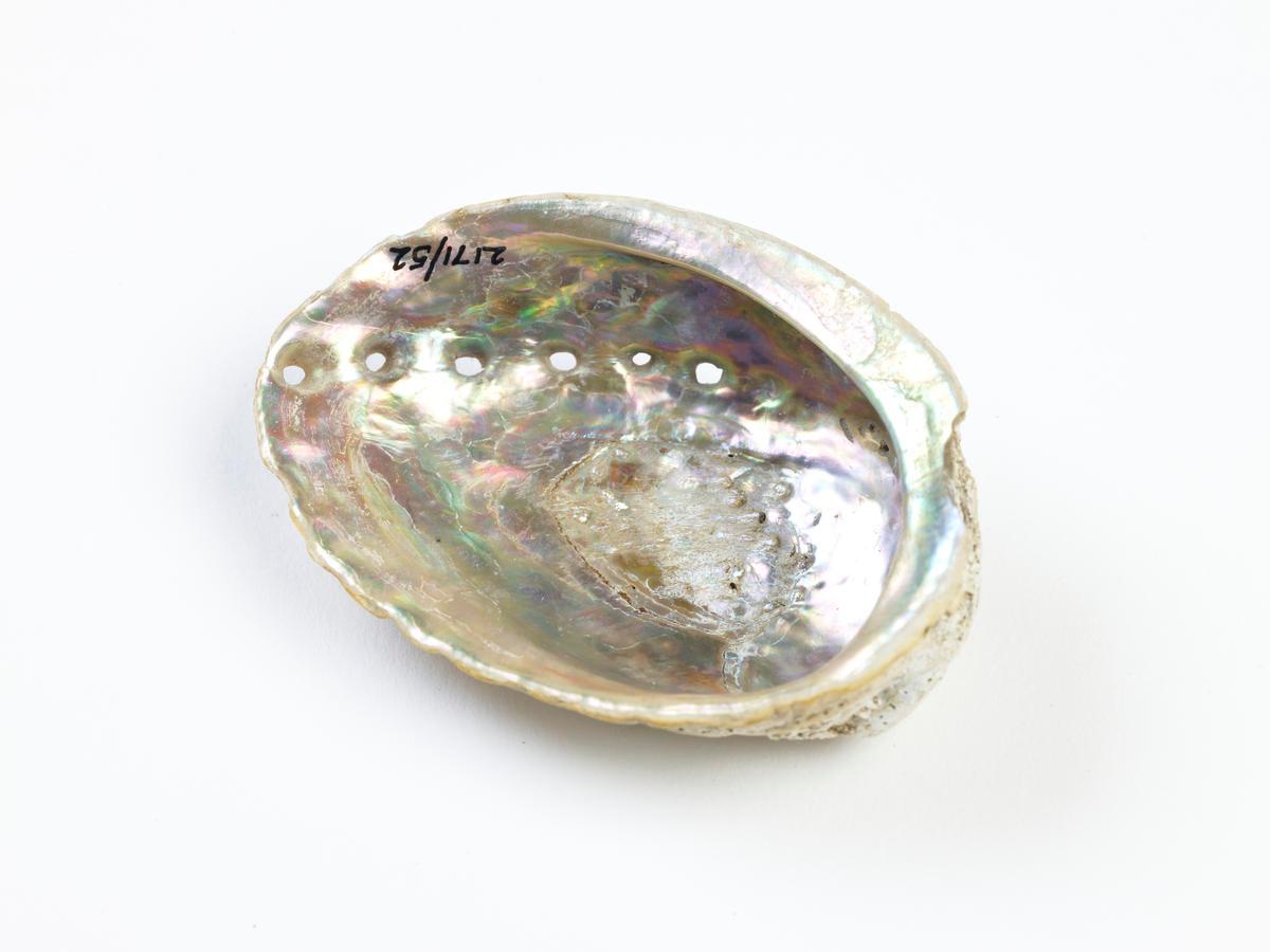 Shell - Te Awamutu Museum