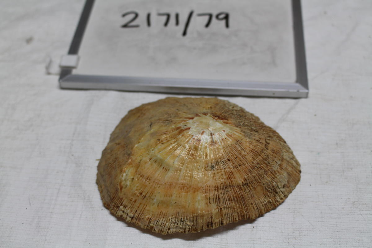 Limpet Shell - Te Awamutu Museum