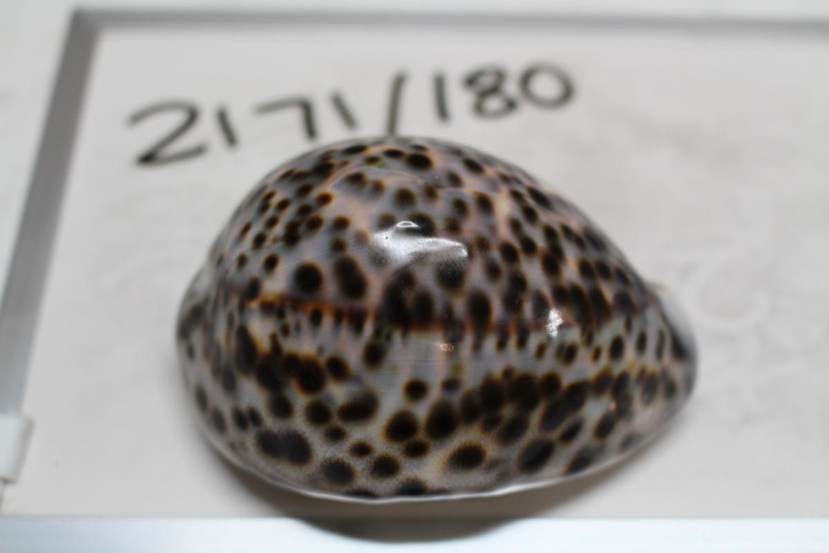 Shell - Te Awamutu Museum