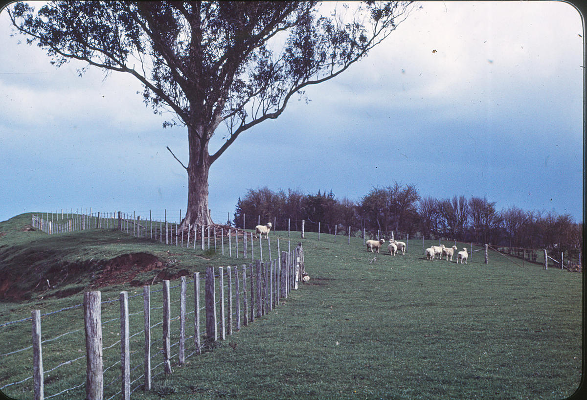 Slide - Te Awamutu Museum
