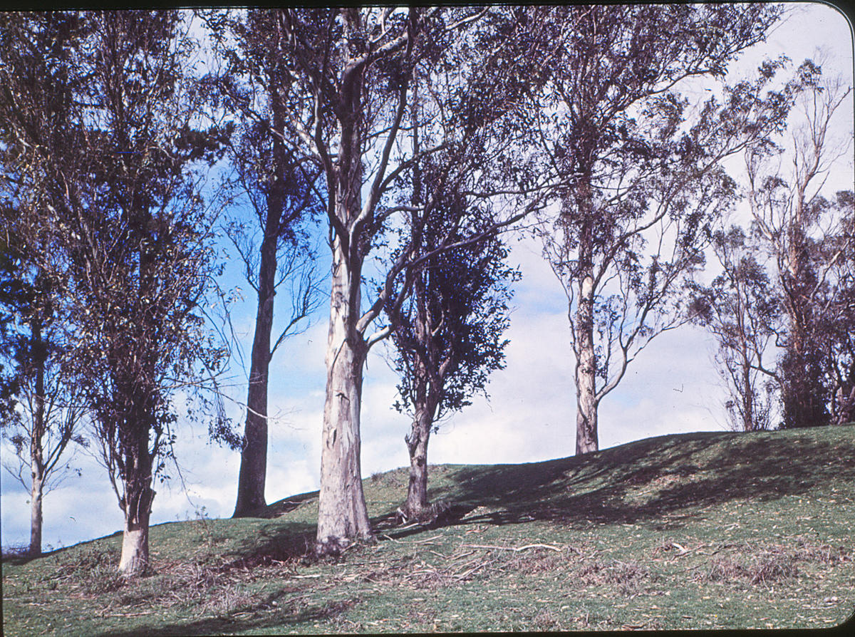 Slide - Te Awamutu Museum