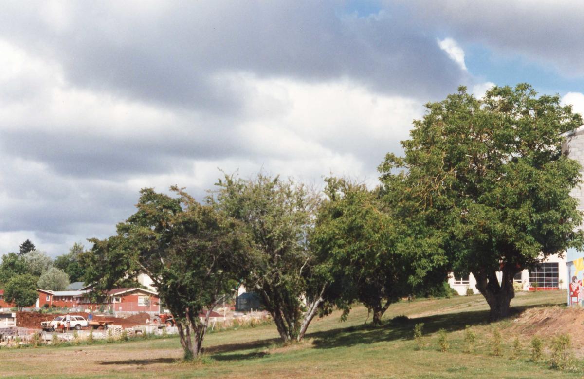 Trees - Te Awamutu Museum
