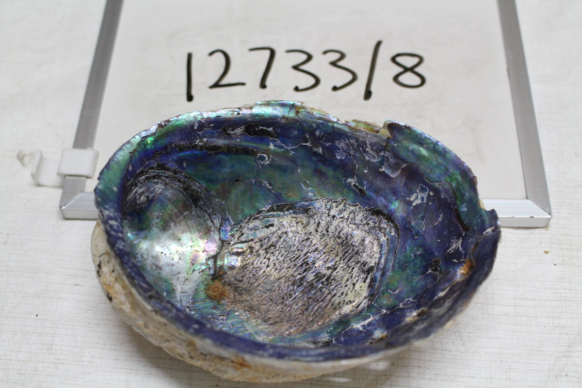 Shell - Te Awamutu Museum