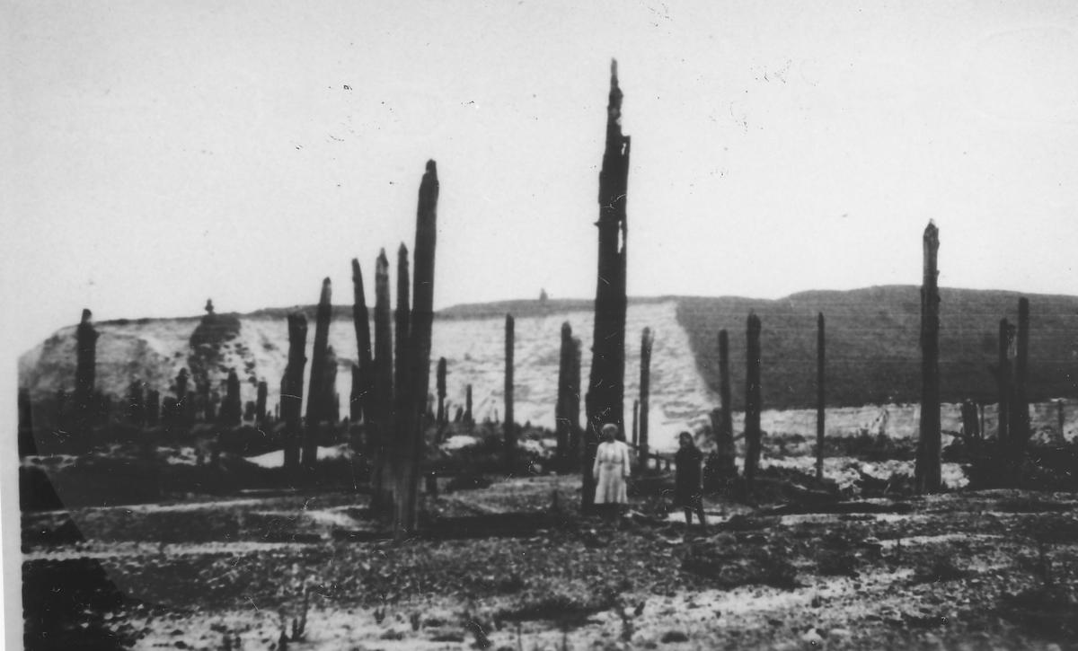 Arapuni Dead Forest - Te Awamutu Museum