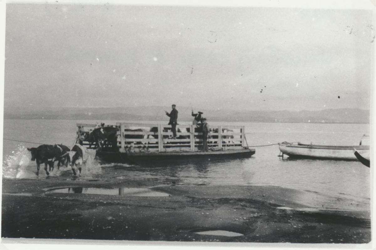 Unloading Cattle - Te Awamutu Museum
